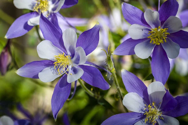 Colorado blue columbines Stock Photos, Royalty Free Colorado blue ...