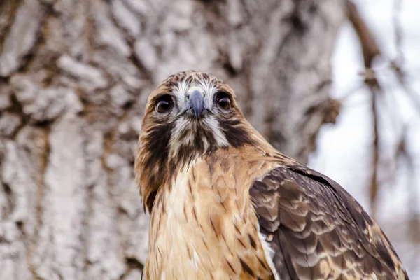 Red backed hawk Stock Photos, Royalty Free Red backed hawk Images ...