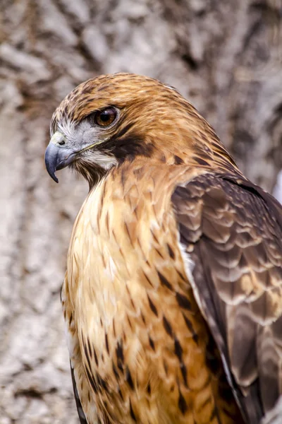 Red Tailed Hawk portrait Stock Photo by ©bornin54 90889656