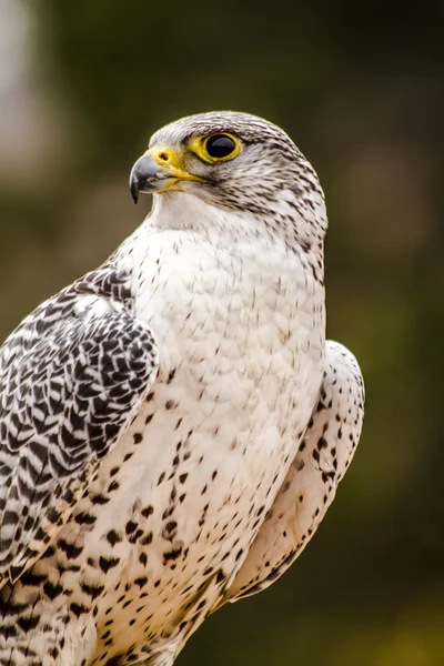 Gyrfalcon Stock Photos, Royalty Free Gyrfalcon Images | Depositphotos