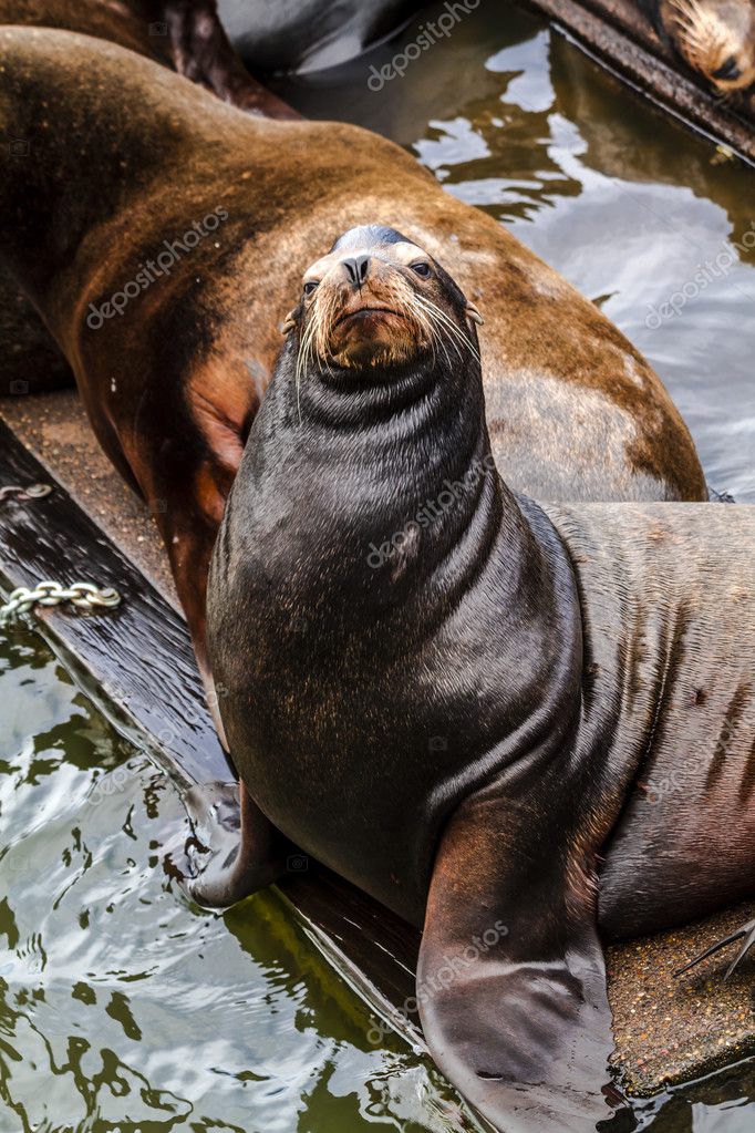 Pacific Northwest Sea Lions and Seals Stock Photo by ©TeriVirbickis ...
