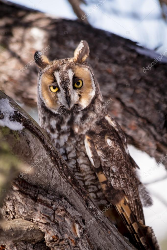 Wandbilder mit Eulen-Motiv auf Leinwand günstig kaufen | ab 24,95€
