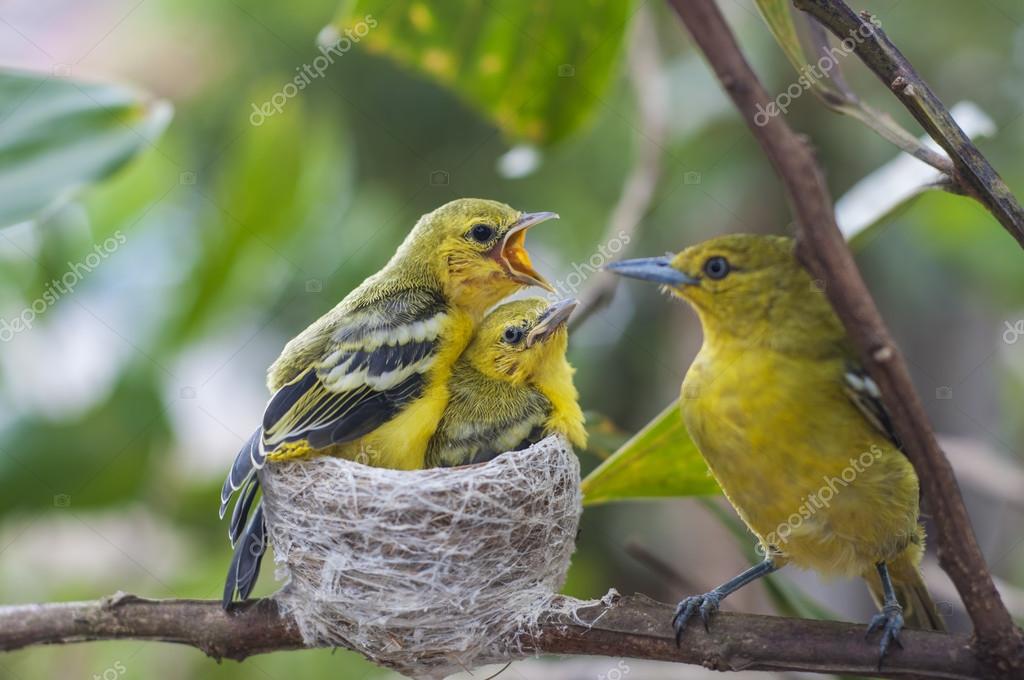 Common Iora - Aegithina tiphia Stock Photo by ©salehuddinlokman 97912320