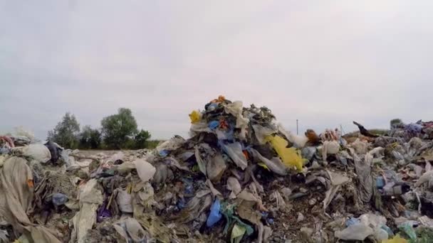 Pollution Nature Garbage Plastic Wildlife Ecology Anthropogenic Impact ...