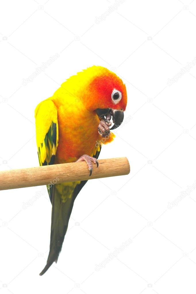 Dos loro Conure sol gritando en una rama aislada sobre fondo blanco 2023
