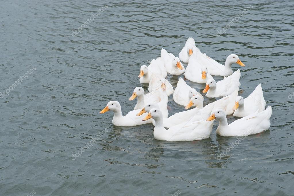 White peking duck swimming thailand. — Stock Photo © Mongpro #60204015