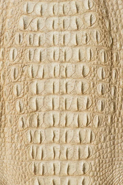 Snakeskin or crocodile texture — Stock Photo © Marsevis #1227647