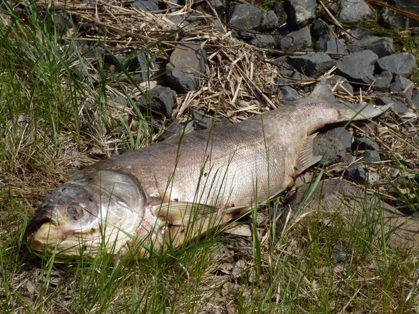 Maggots Stock Photos, Royalty Free Maggots Images | Depositphotos®