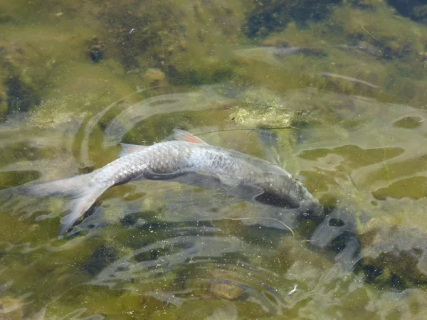 Maggots Stock Photos, Royalty Free Maggots Images | Depositphotos®