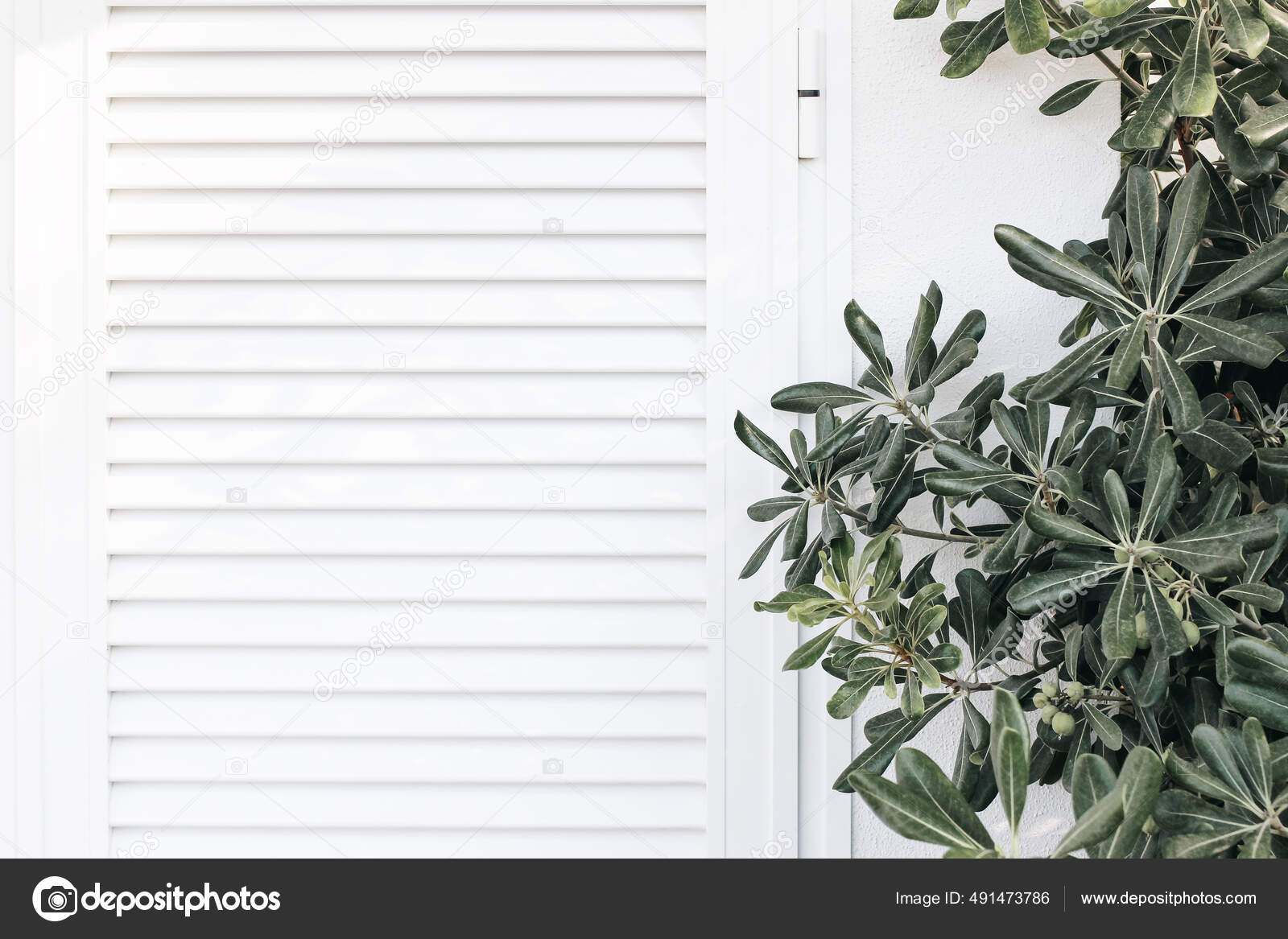 Mediterranean plant, shrub with green leaves against white wall with ...