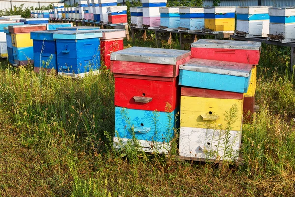 The Beehives farm. Apiary, row of bee hives in a field. - Stock Image ...