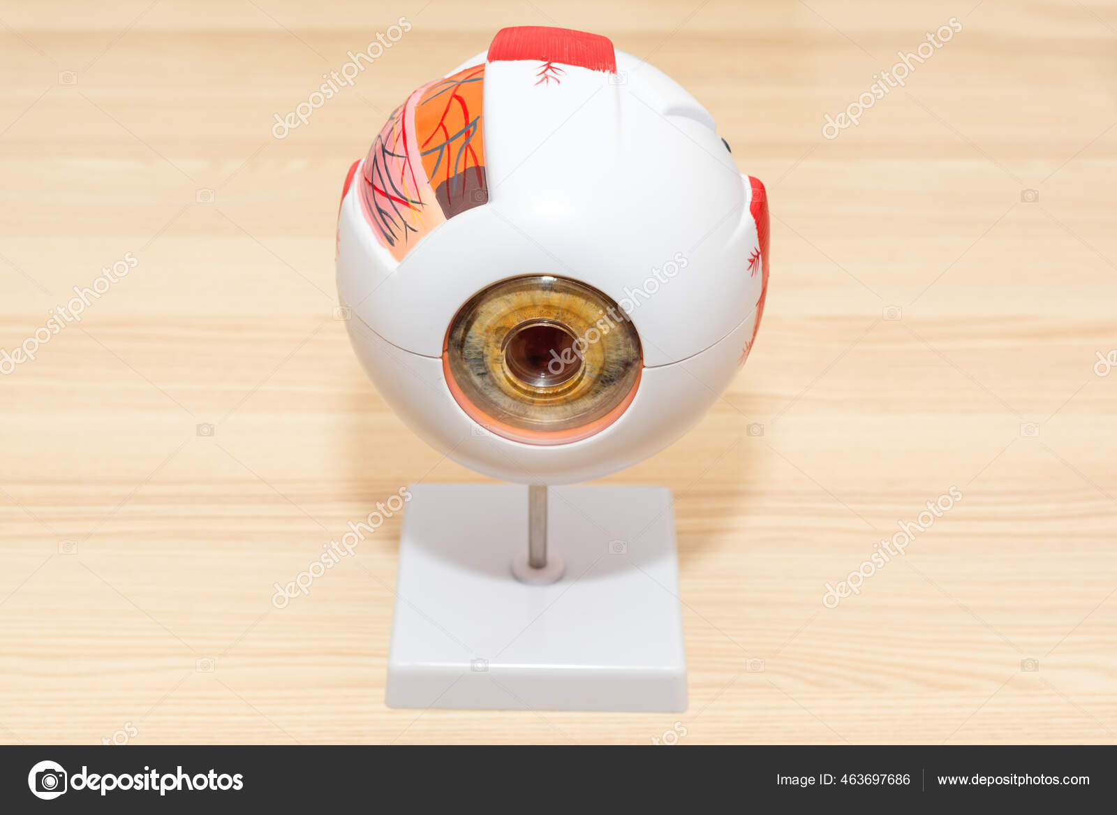 Enlarged Anatomical Eye Model Eye Anatomy Human Eye Cross Section ...