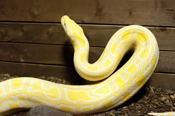 Python birman albinos images libres de droit, photos de Python birman ...