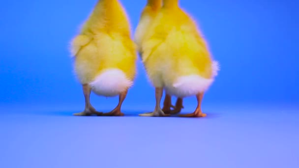 18 Hatching ducks Videos, Royalty-free Stock Hatching ducks Footage ...