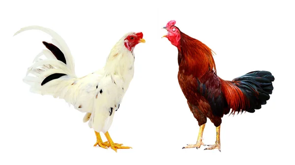 Kuk och kyckling Stockfotografier, royaltyfria Kuk och kyckling bilder ...