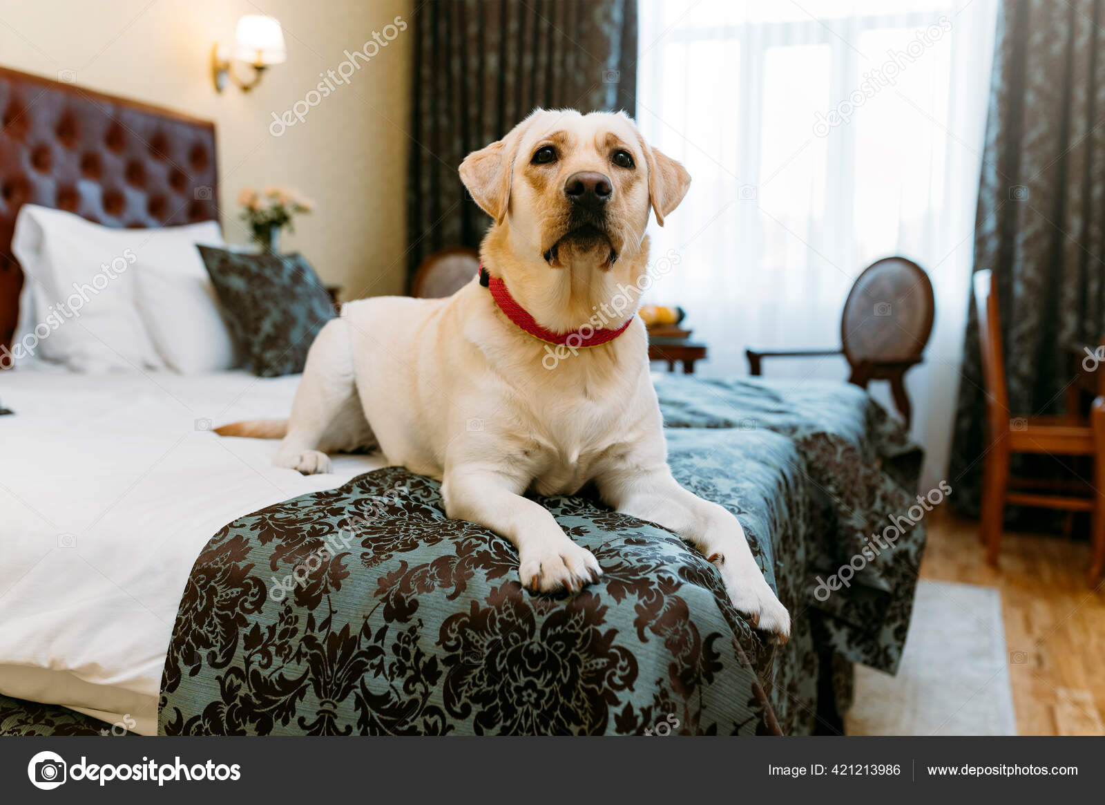 Labrador Retriever Dog Bed Indoors — Stock Photo © valdisskudre #421213986