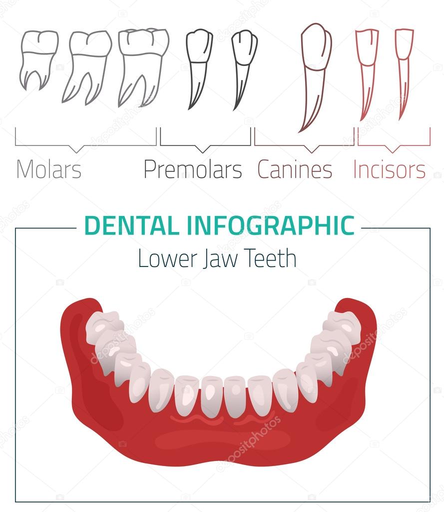 Teeth vector infographic Stock Vector by ©annyart 106746698