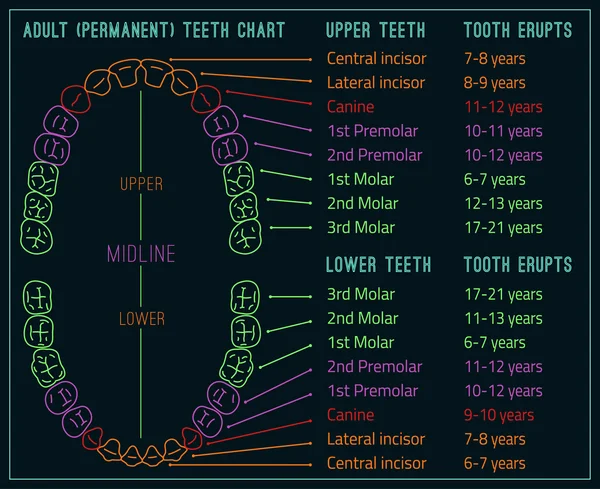 Second teeth — Stock Vector © Maryna_Melnyk #7097916