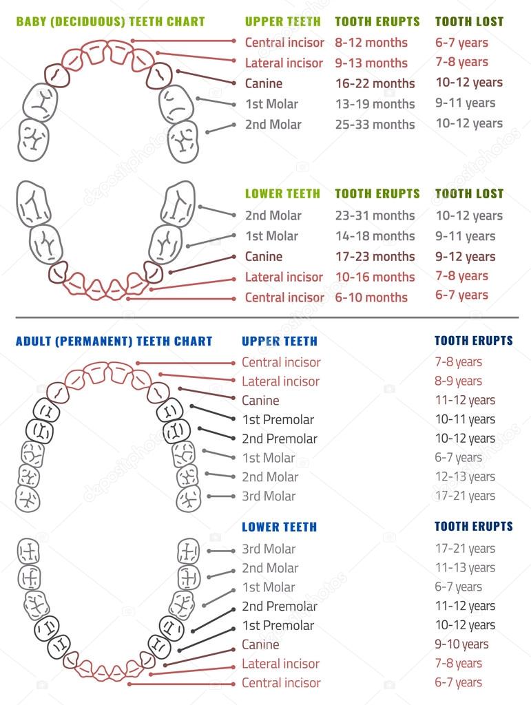 Human teeth infographic. Teeth Infographic — Stock Vector © annyart ...