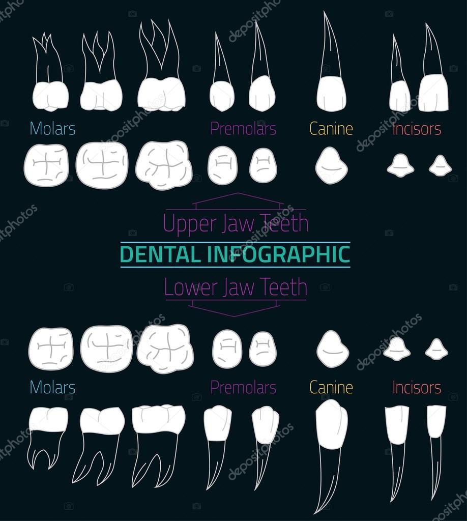 Teeth Infographic 08 B-17 Stock Vector Image by ©annyart #109738586