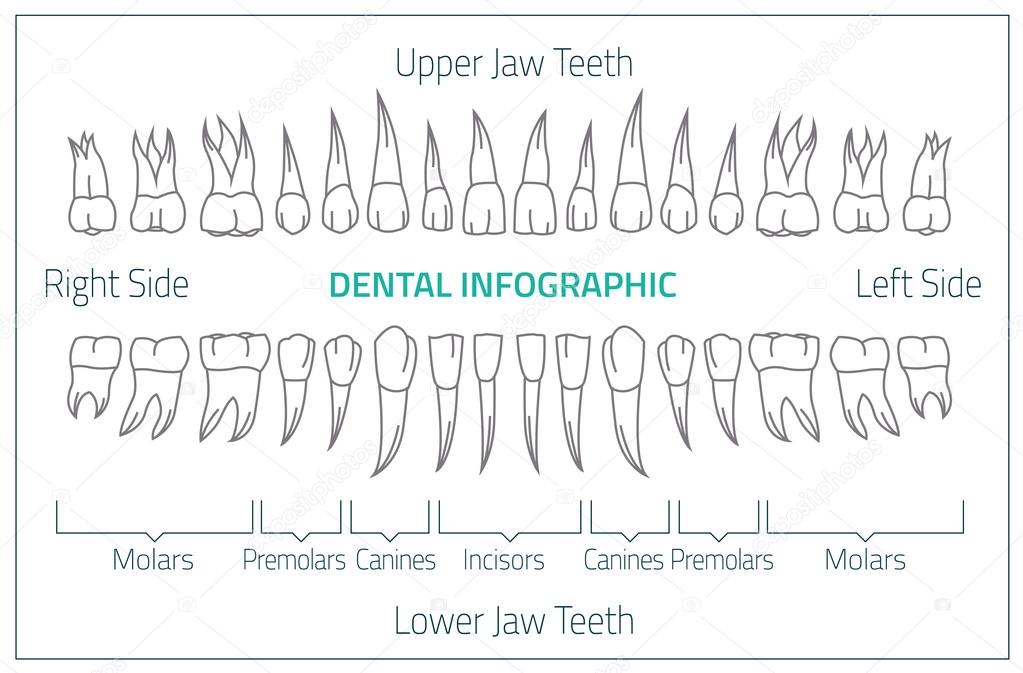 Teeth infographic 01 B-08 Stock Vector Image by ©annyart #110486764