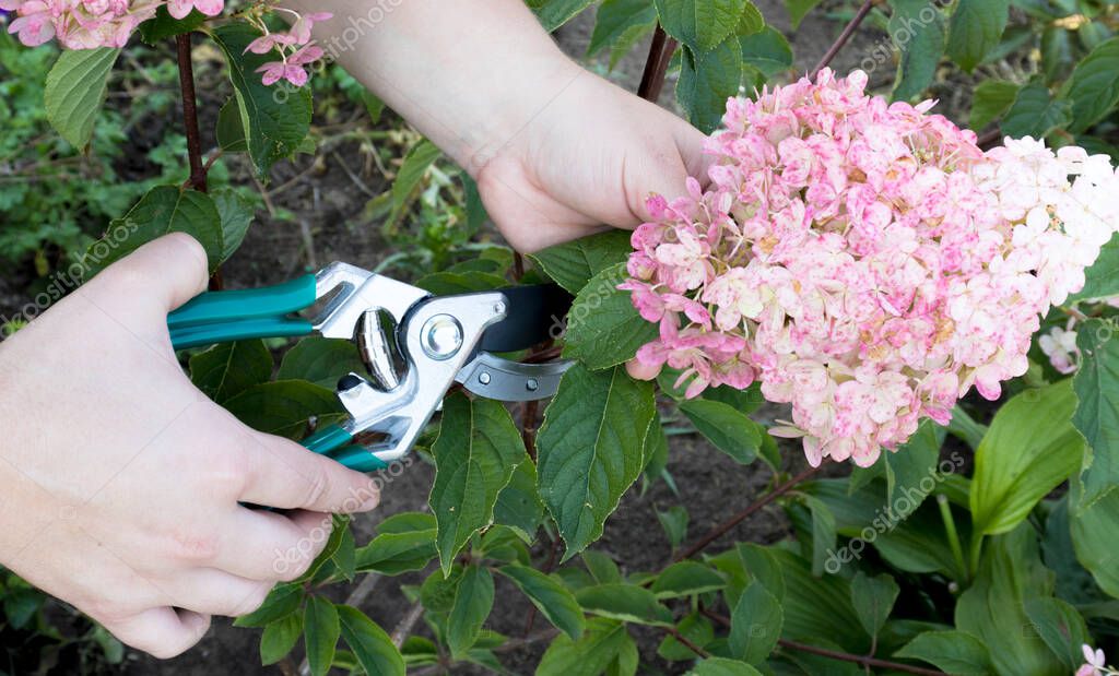 Poda de hortensias paniculata con tijeras de jardín. El jardinero cuida ...