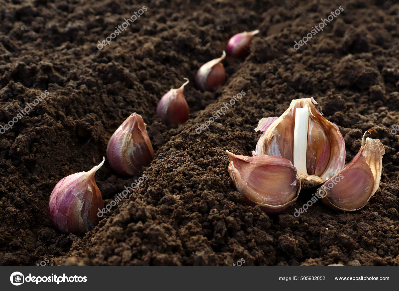 Garlic Soil