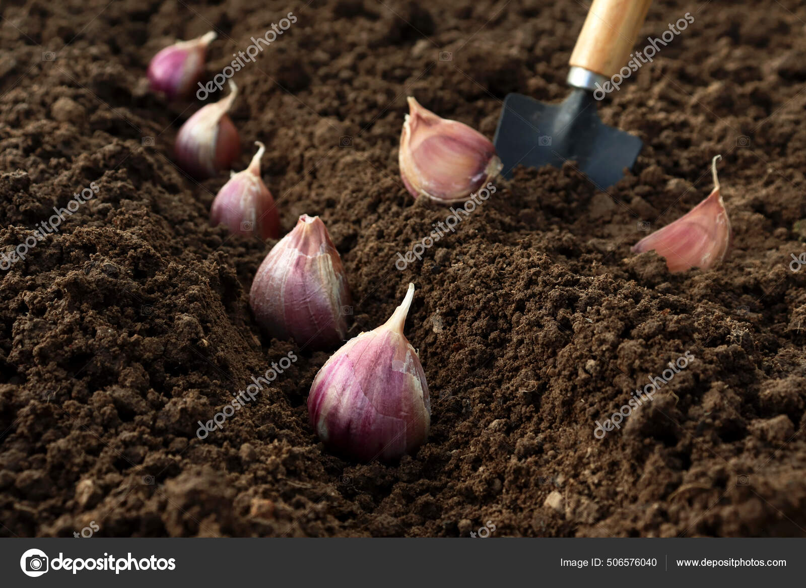 Planting Garlic In Spring
