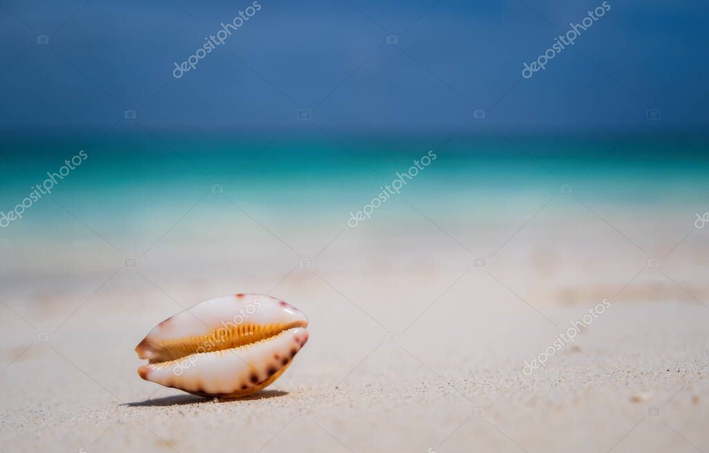 Concha de vieiras de mar en una playa con espacio para el texto, el oc ...