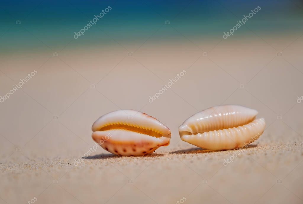 Concha de vieiras de mar en una playa con espacio para el texto, el ...