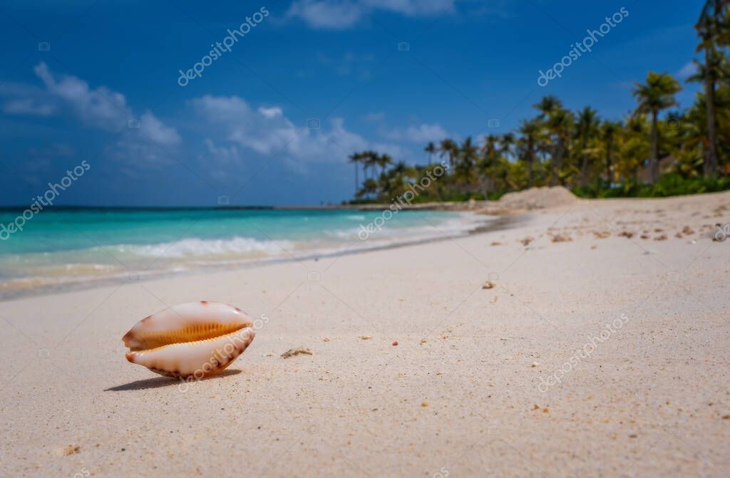 Concha de vieiras de mar en una playa con espacio para el texto, el ...