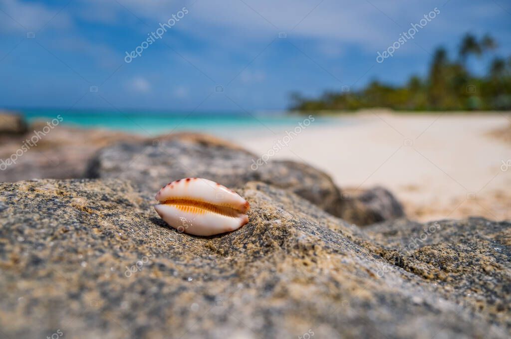 La concha marina en la playa las piedras con el espacio para el texto ...
