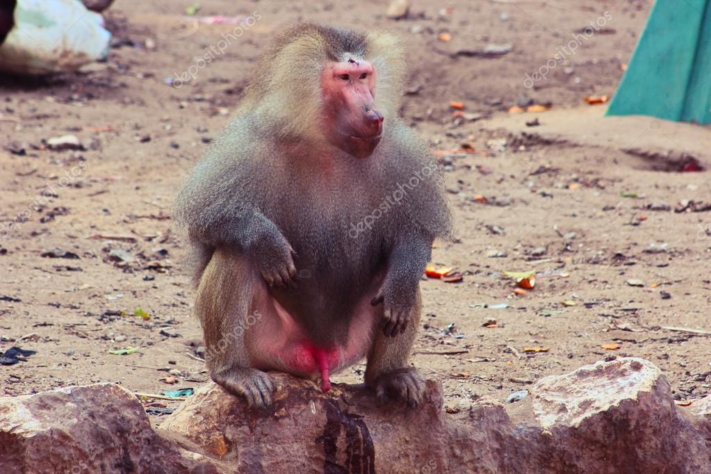 mono mandril escalofriante en el zoológico — Fotos de Stock ...
