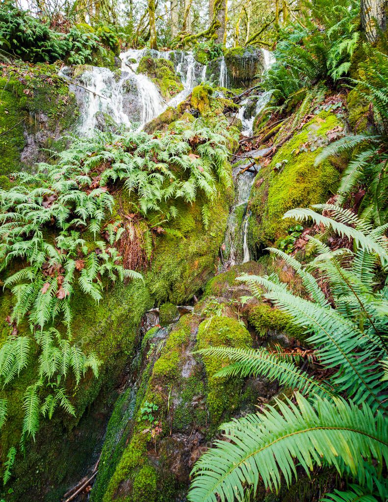 Scenic Far County Falls con rocas helechos hojas rojas musgo verde lima ...