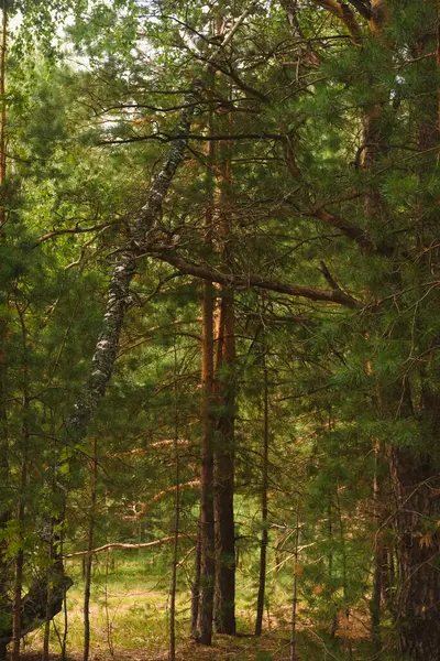 Forest nida Stock Photos, Royalty Free Forest nida Images | Depositphotos