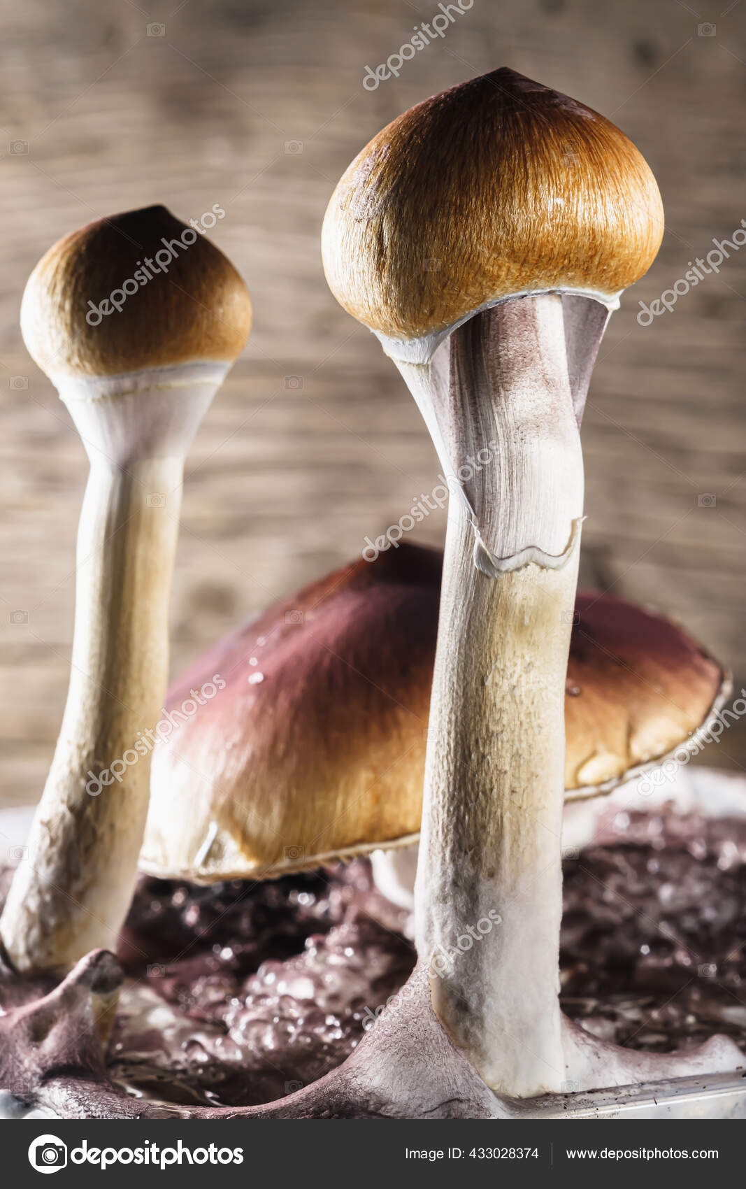 Mexican Magic Mushroom Psilocybe Cubensis Specie Psychedelic Mushroom ...