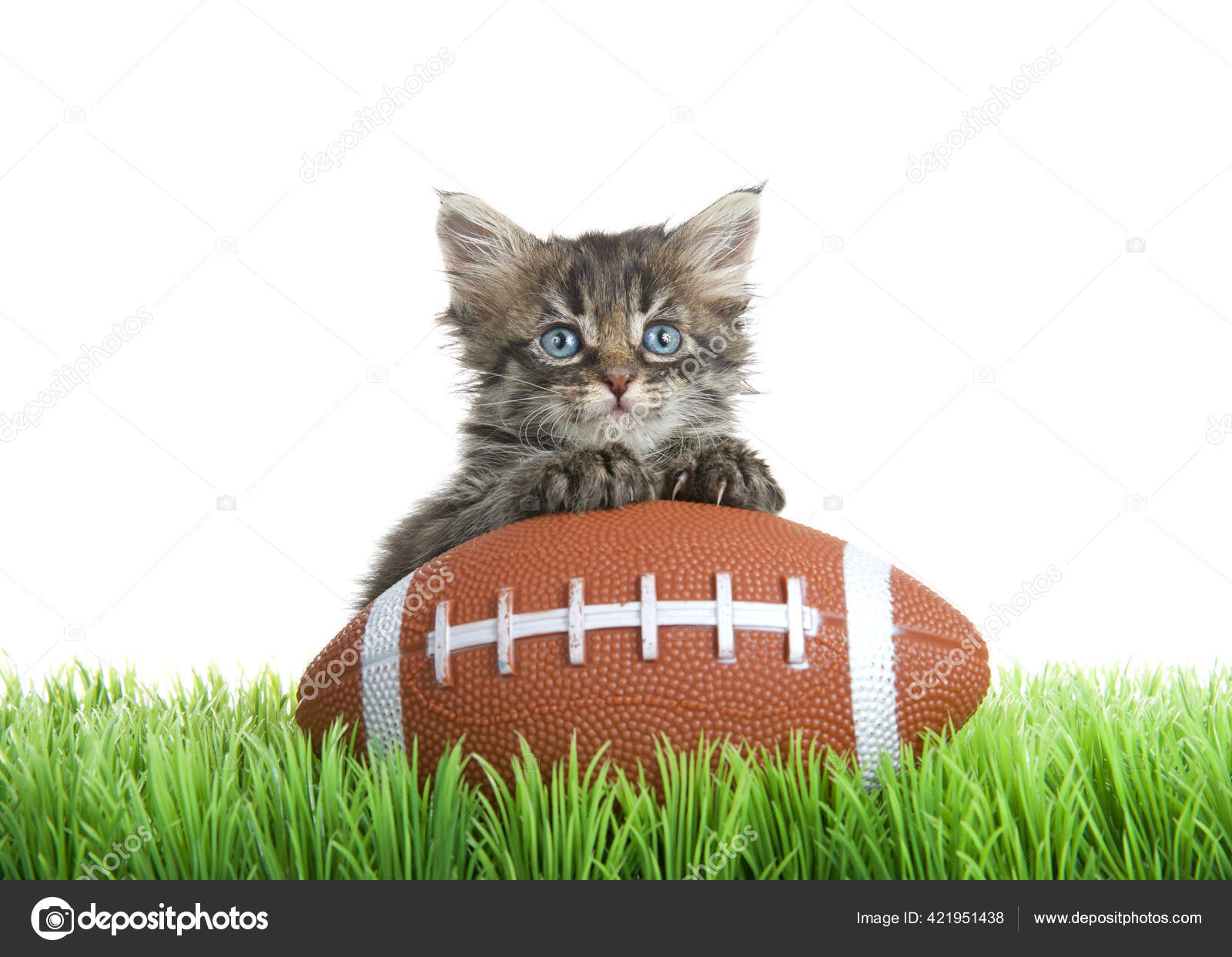 Kittens Playing Football