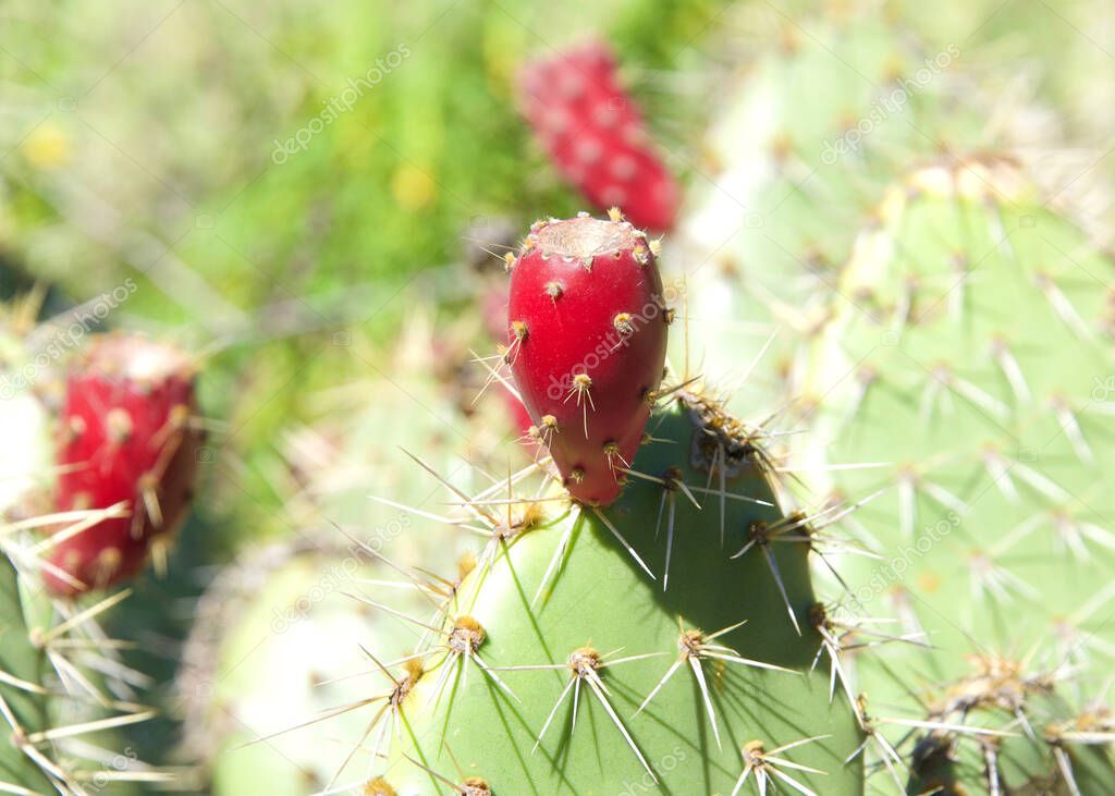 Primer plano de la fruta de cactus Red Flower Prickly Pear en los ...