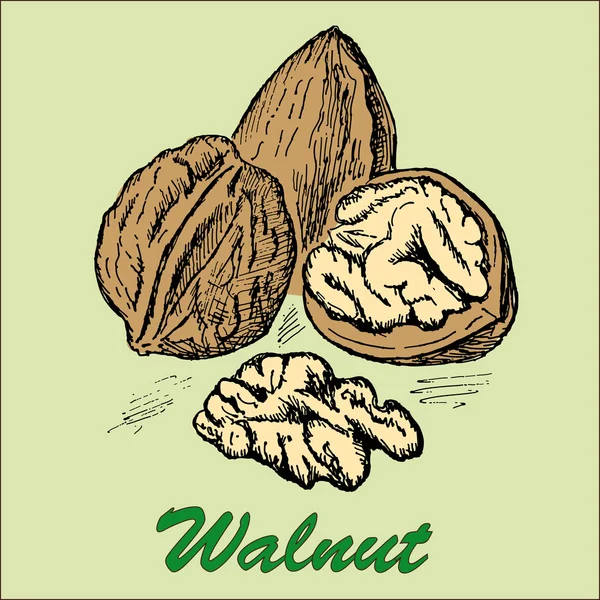 100,000 Walnut logo Vector Images | Depositphotos