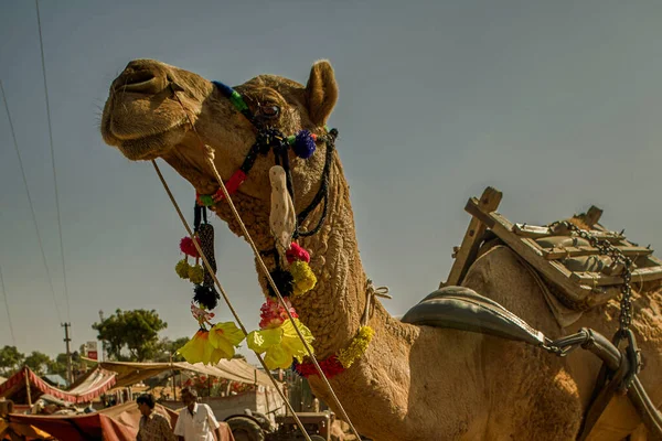 Camel festival Stock Photos, Royalty Free Camel festival Images ...