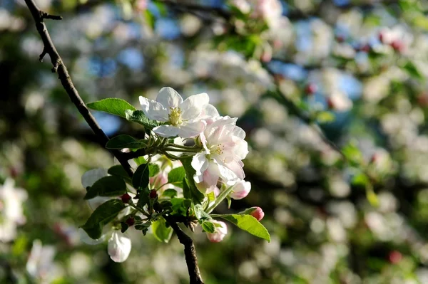 El manzano florido fotos de stock, imágenes de El manzano florido sin ...