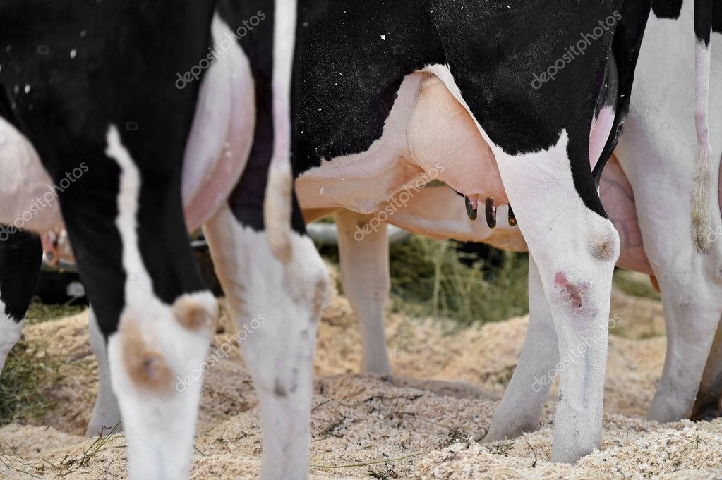 Holstein Friesian Udder