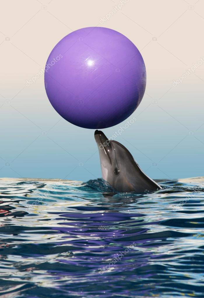 Purple Dolphins