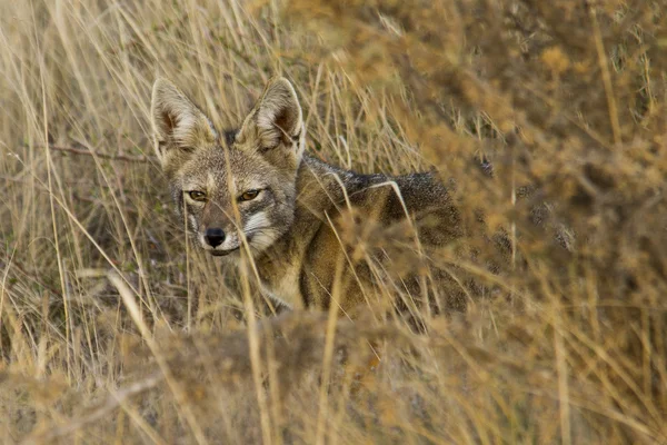 Grey jackal Stock Photos, Royalty Free Grey jackal Images | Depositphotos