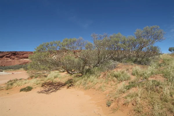 Australian Bush Western Australia — Stock Photo © PantherMediaSeller ...