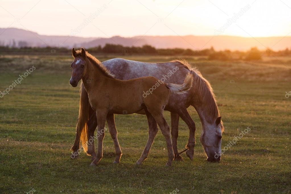 Wild mare with foal at sunset in the Carpathian Mountains. the wild ...
