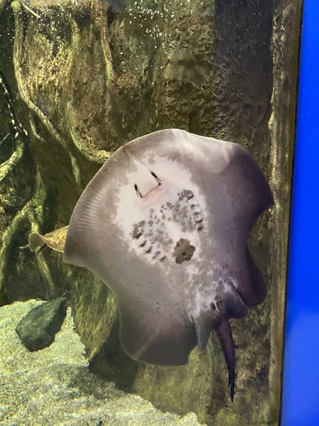 Freshwater ray fish Stock Photos, Royalty Free Freshwater ray fish ...