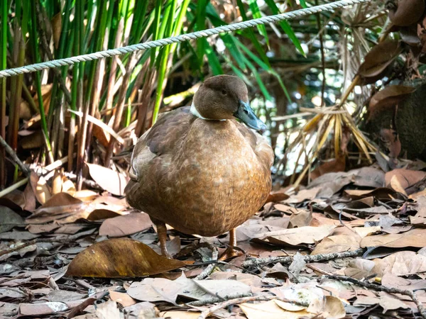 Pato de filipino Stock Photos, Royalty Free Pato de filipino Images ...
