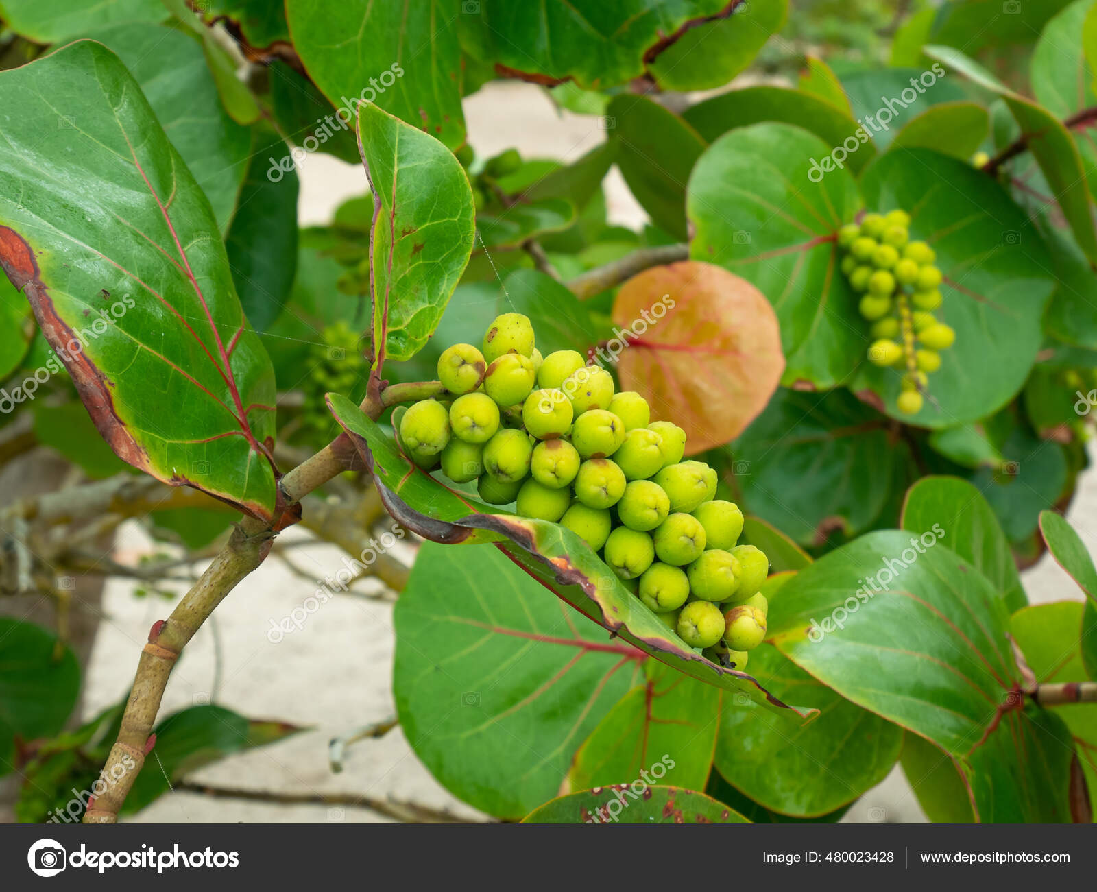 Sea Grape Tree