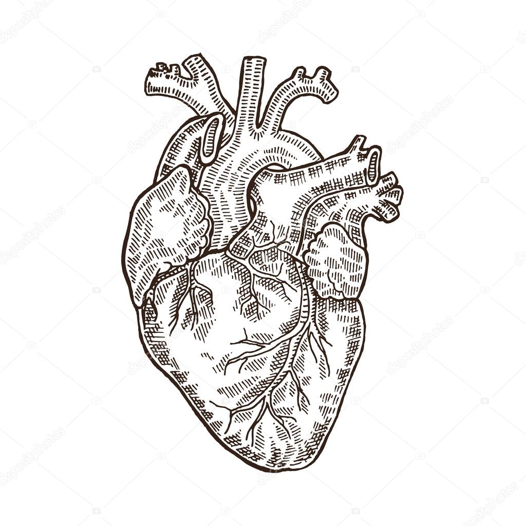 Vintage engraved human heart. Vector illustartion. Design Stock Vector ...
